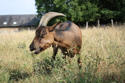 Acidosis in Goats: An Unexpected Case - Goat Journal